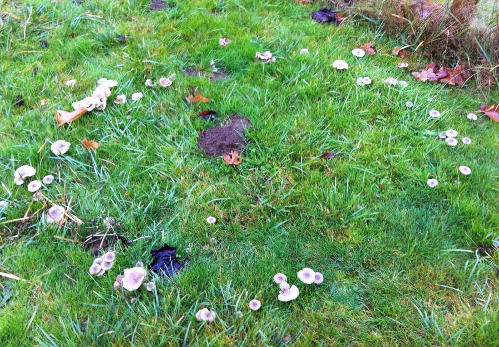 Growing Greener In The Pacific Northwest Mushrooms Fungi