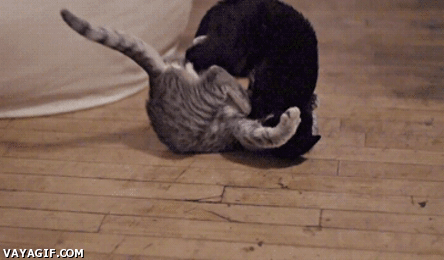 Super David Producciónes: Gifs de pelea de gatos v.s gatos