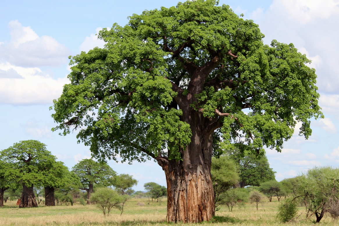 Times in Tanzania: Flora and Fauna: Baobab Tree