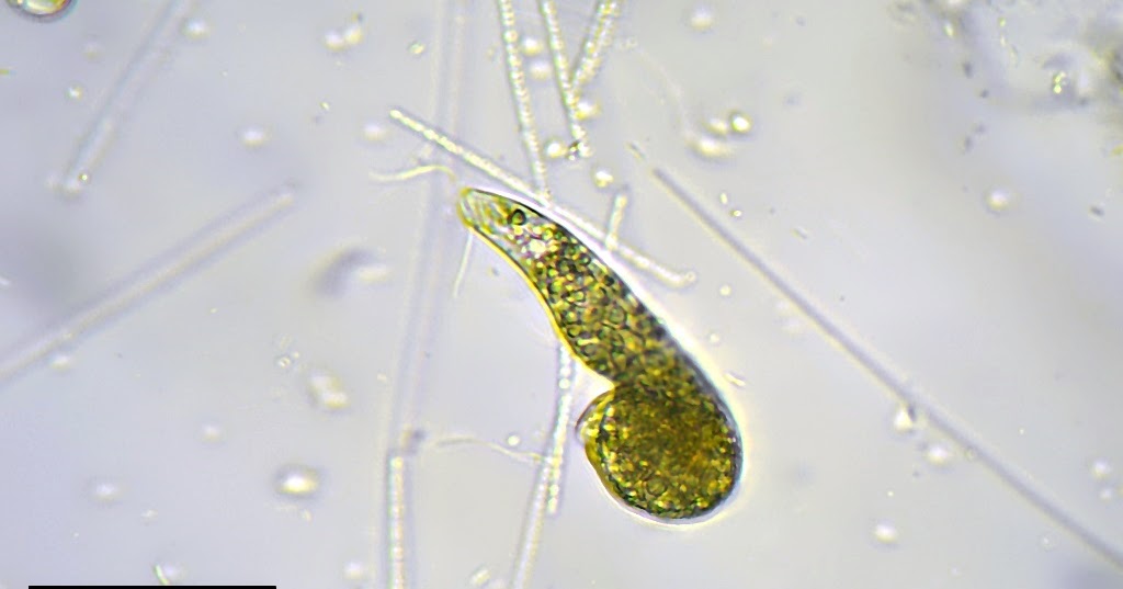 Разные разности