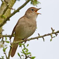 Nightingale Burung Bulbul Legenda | Dunia Burung Dan Hewan