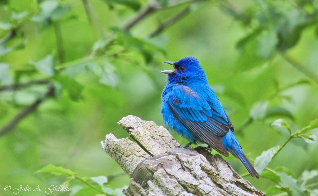 Nature's Splendor: A Kirtland's Warbler and Other Spring Birds