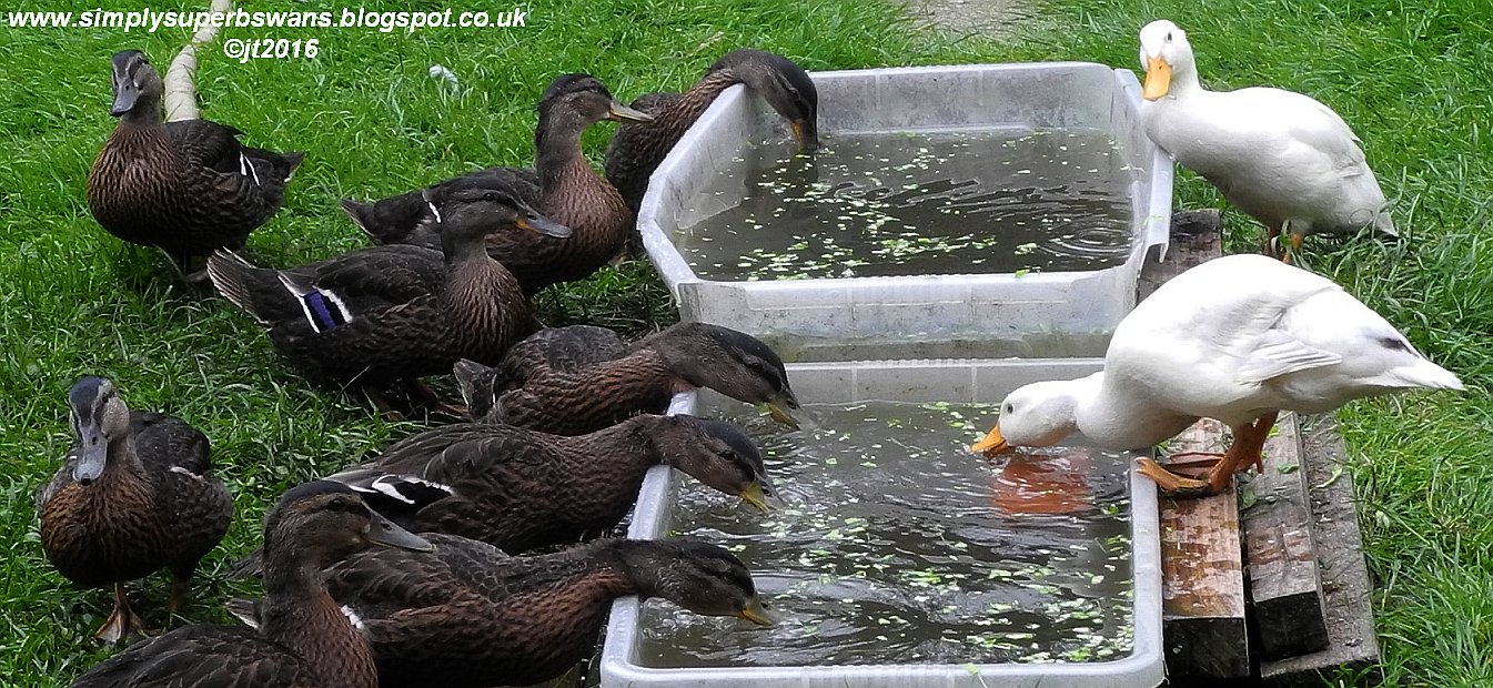 Simply Superb Swans: Ducks Trough