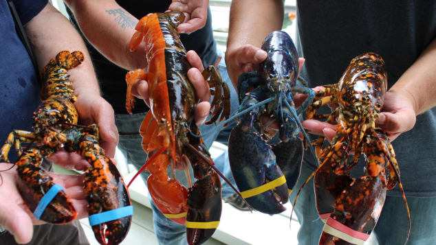Vineyard Views: Lobsters come in different colors