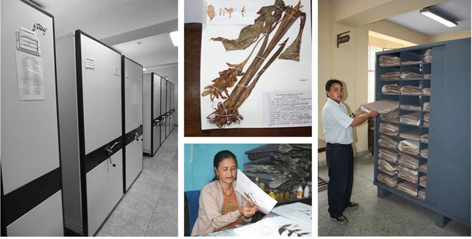 National Seminar on Himalayan Plant Diversity:Taxonomy,Conservation and ...