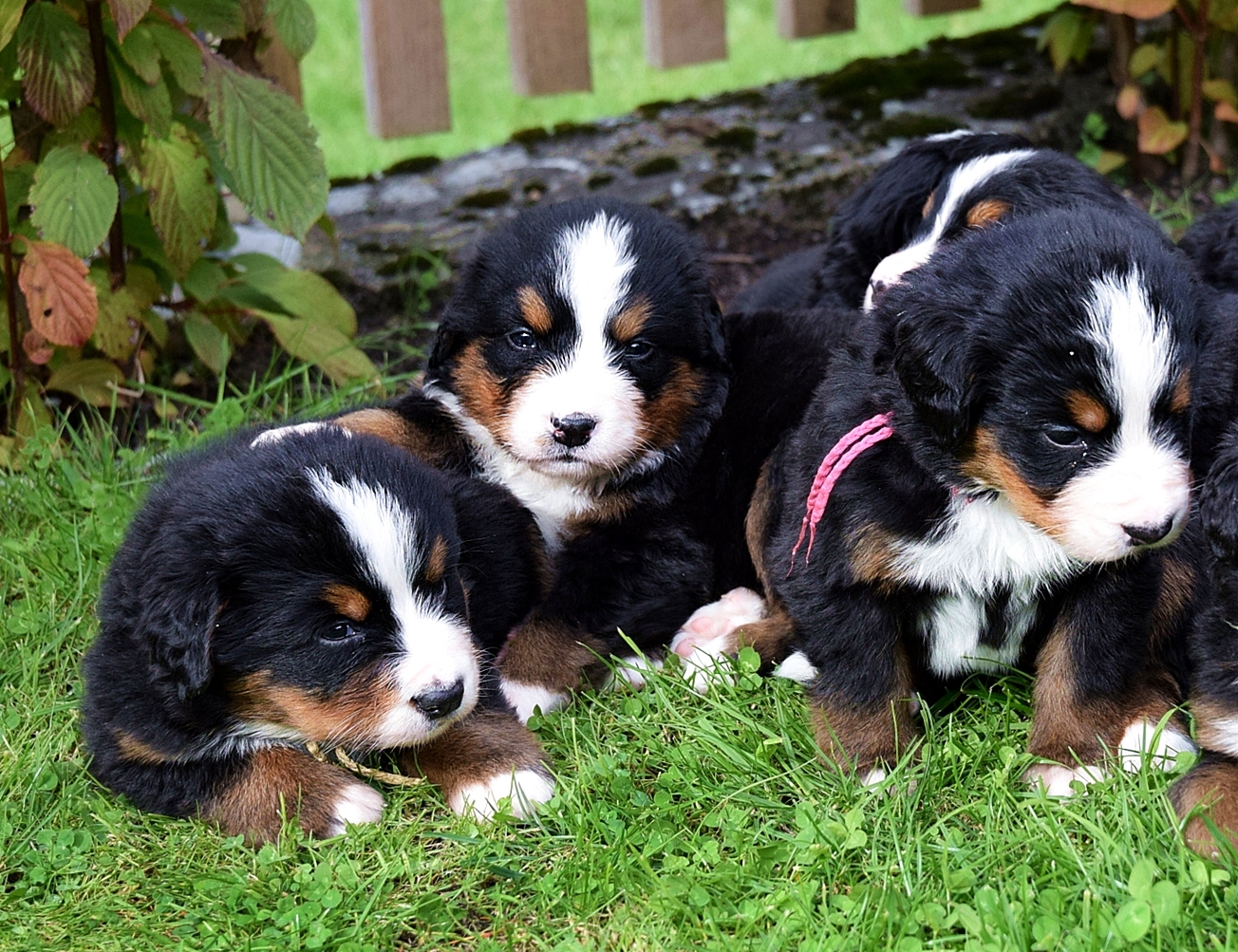 BERNER SENNENHUND WELPEN - einfach zum Liebhaben - White and Vintage