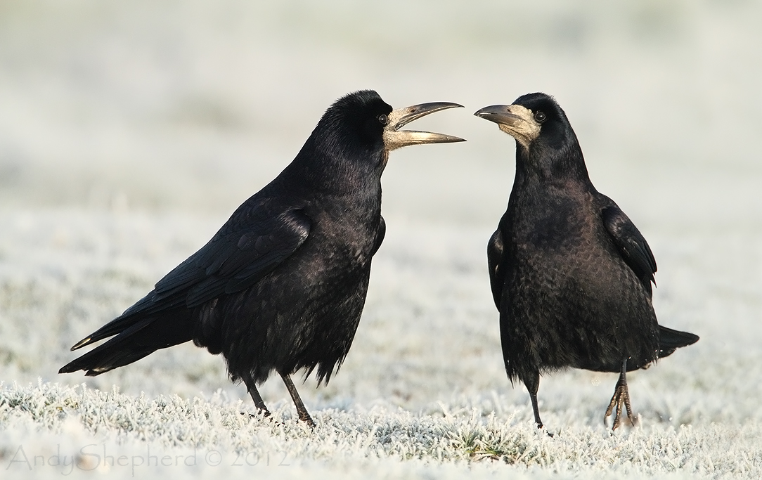Andy Shepherd Wildlife Photography: Frosty Rooks