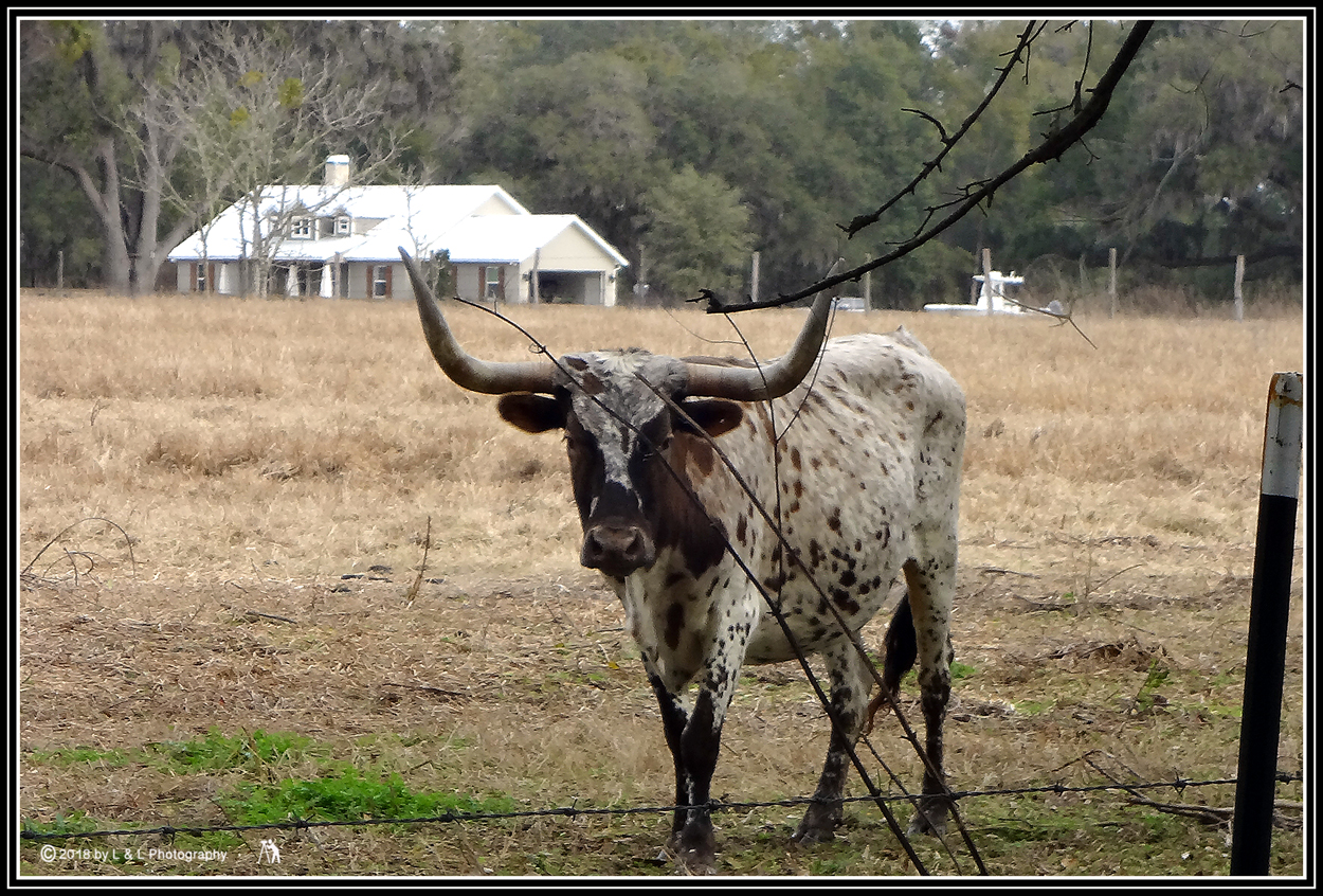 Ocala, Central Florida & Beyond: Texas Longhorns on Florida's Short Grass