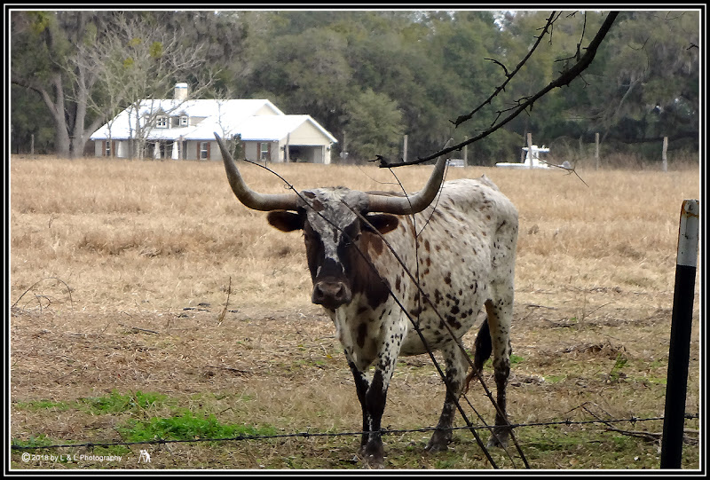 Ocala, Central Florida & Beyond: Texas Longhorns on Florida's Short Grass