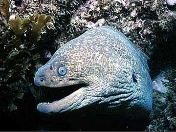 Per@ Travel: SANTA KATALINA