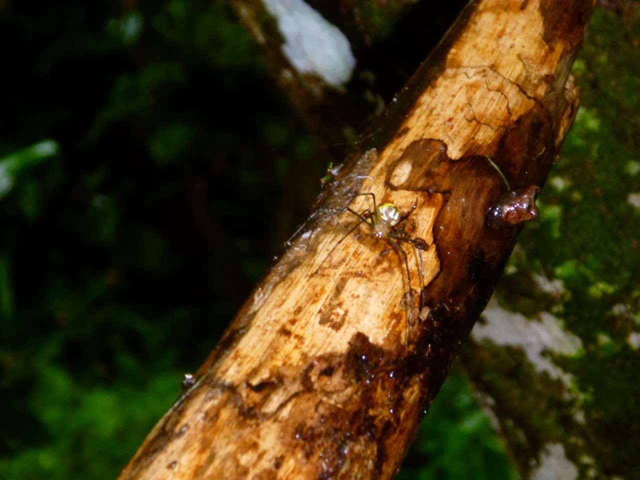 Saul and Chelsia: Over the Moon and Back: Aoloau Bay