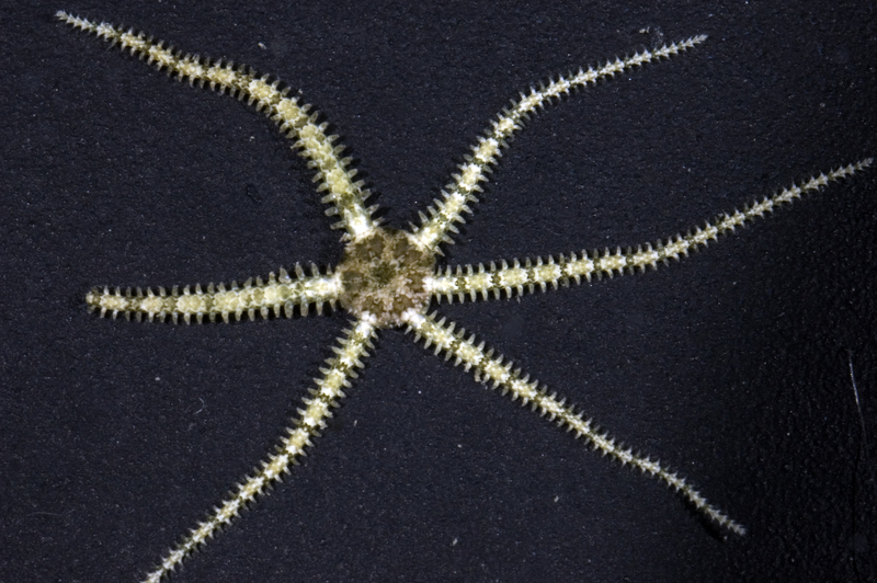 Variety of Life: Ophiactidae