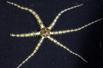 Variety of Life: Ophiactidae