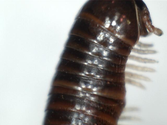 O MUNDO DOS INSETOS: gongolo