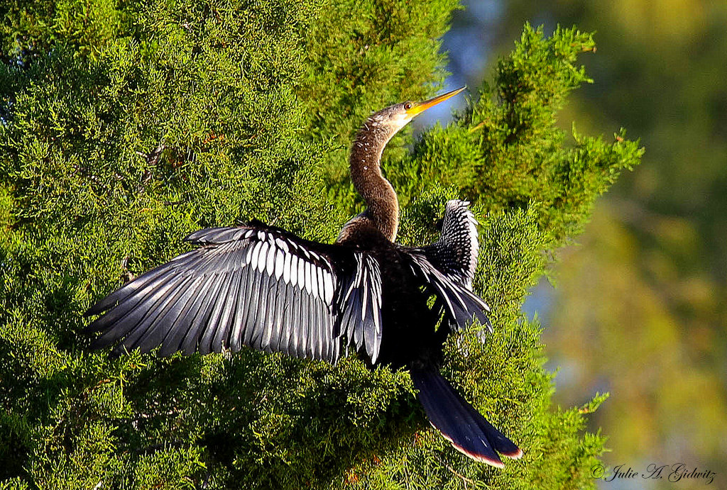 Birding Is Fun!: The Snakebird