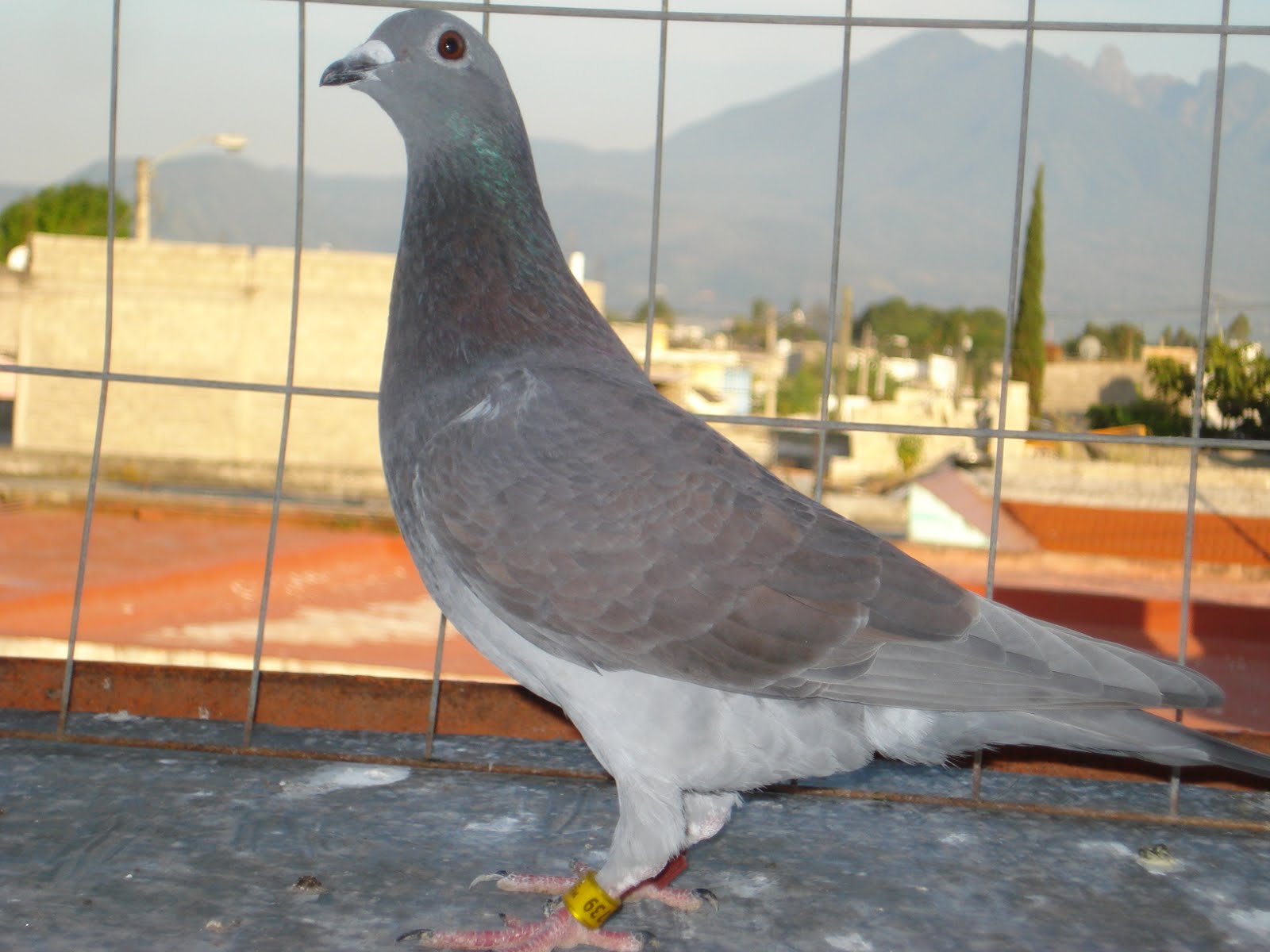 PALOMO GANADOR 020453 MIRMIDONES: PALOMAS GANADORAS DERBY INTERNACIONAL ...