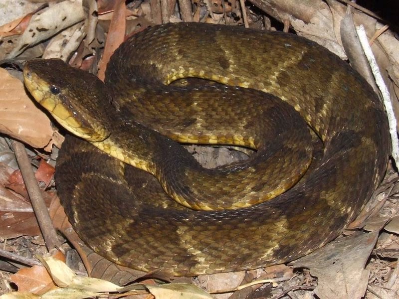 Factortigre: Jararaca