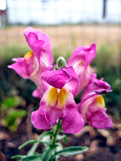 SNAPDRAGON FLOWER photos - wallpapers | the fun bank