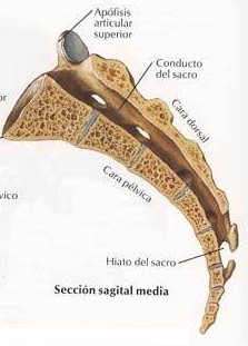 Columna Vertebral: REGIÓN SACROCCOCÍGEA