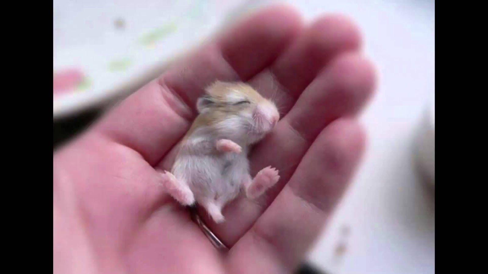 Les animaux les plus mignon du monde | Faut l 'savouère