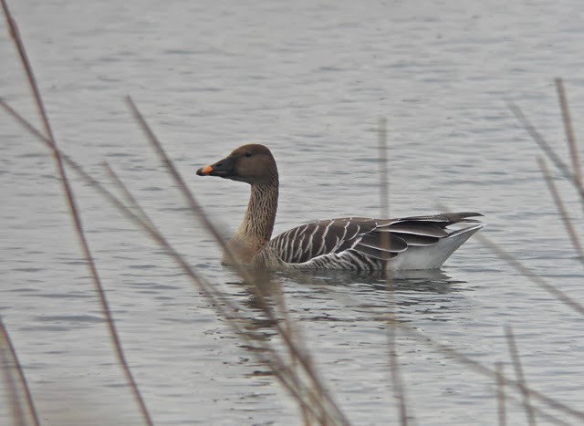 BIRDING - Kyoto, Kansai and Japan: geese