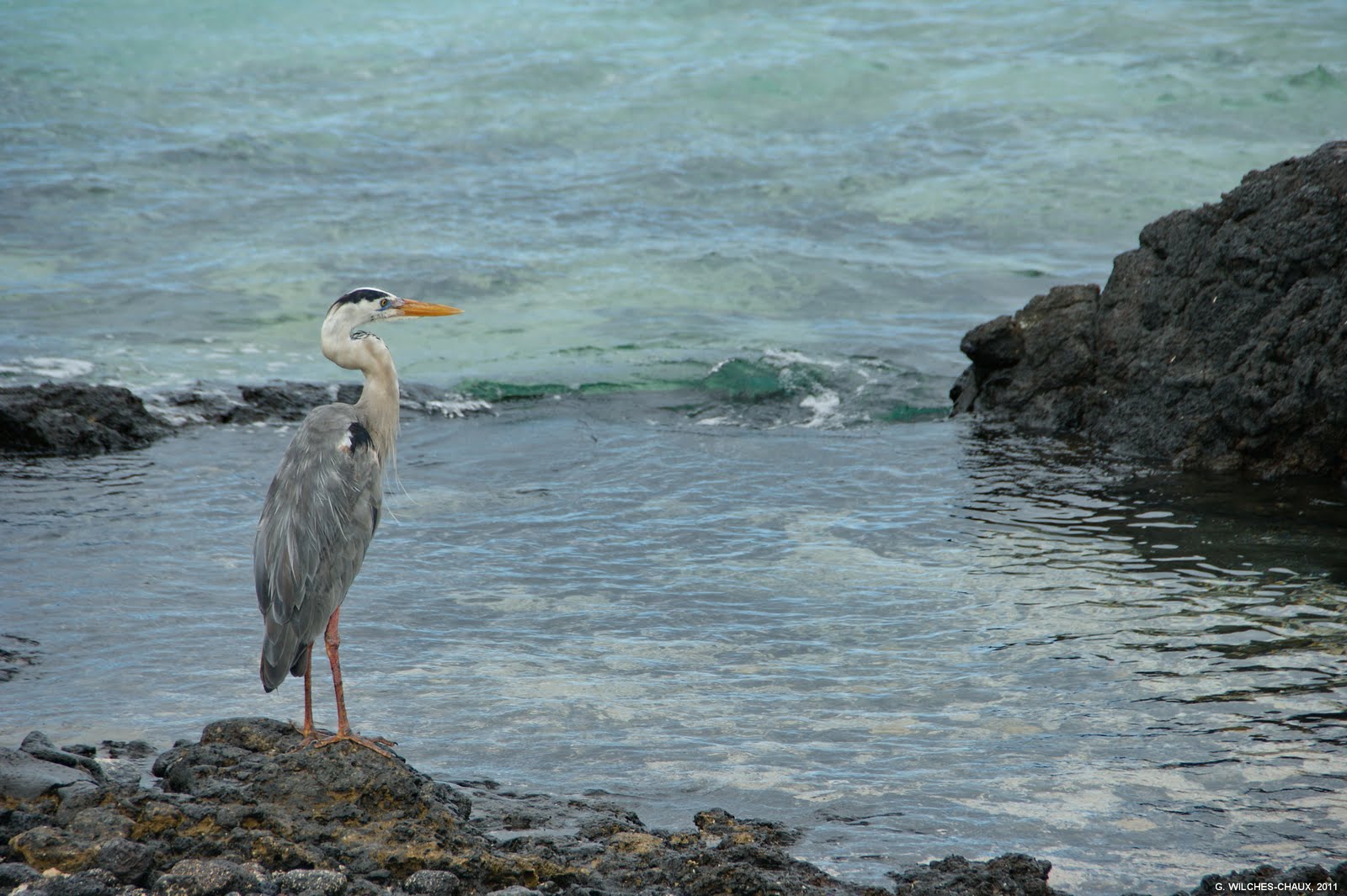 LIBRETA DE NOTAS DE UN VIAJERO FRECUENTE: Último envío DESDE Galápagos