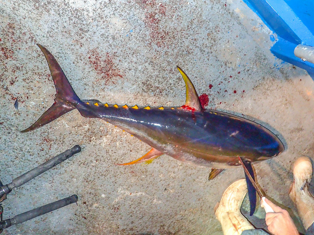 Yellow Fin Tuna Whole Round | Yellowfin Tuna Factory, Indonesia Tuna ...