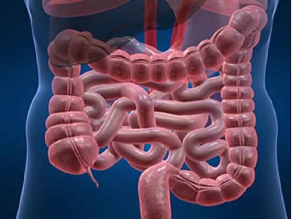 A Flora Intestinal e Suas Bactérias Benéficas - Saúde & Conhecimento