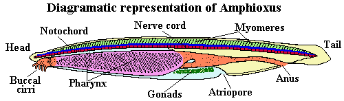 Phylum Chordata - Biology Blog