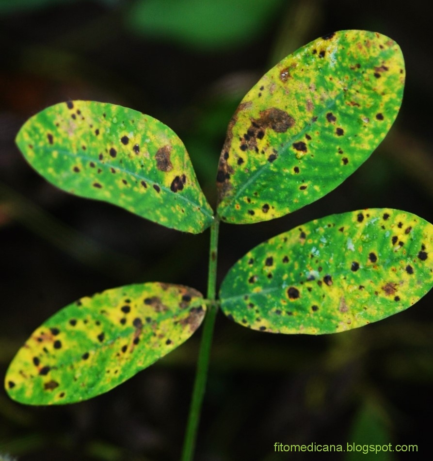 FITOMEDICANA: PENYAKIT BERCAK DAUN CERCOSPORA PADA KACANG TANAH