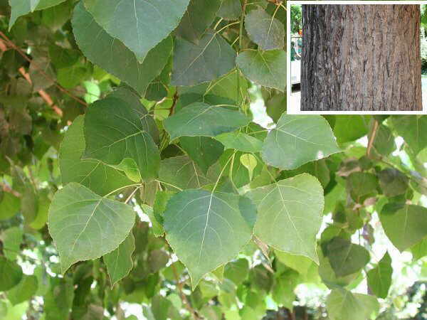 Materia Medica Homeopatica: POPULUS CANDICANS (P. Balsamífera. Bálsamo ...