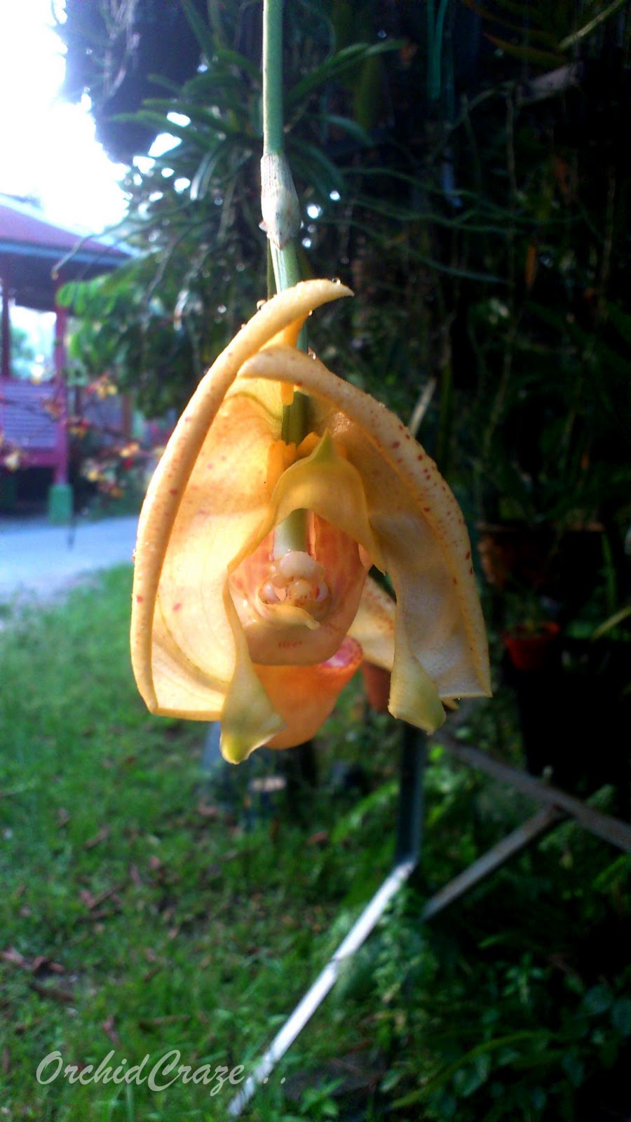 Bunga Orkid: Bucket Orchid
