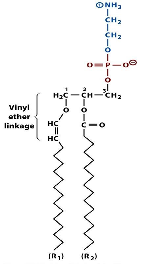 BIOQUIMICA: LIPIDOS