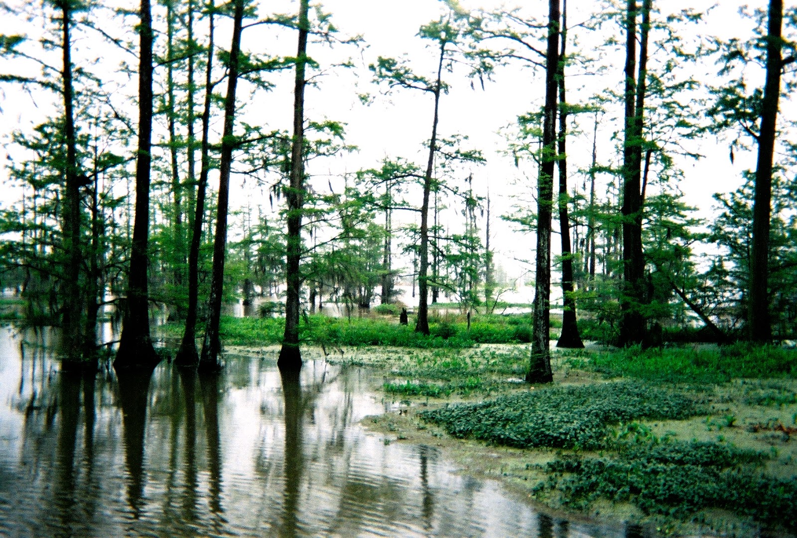 Chuck's Adventures: 2003 Paddling South Carolina's Backwaters with ...