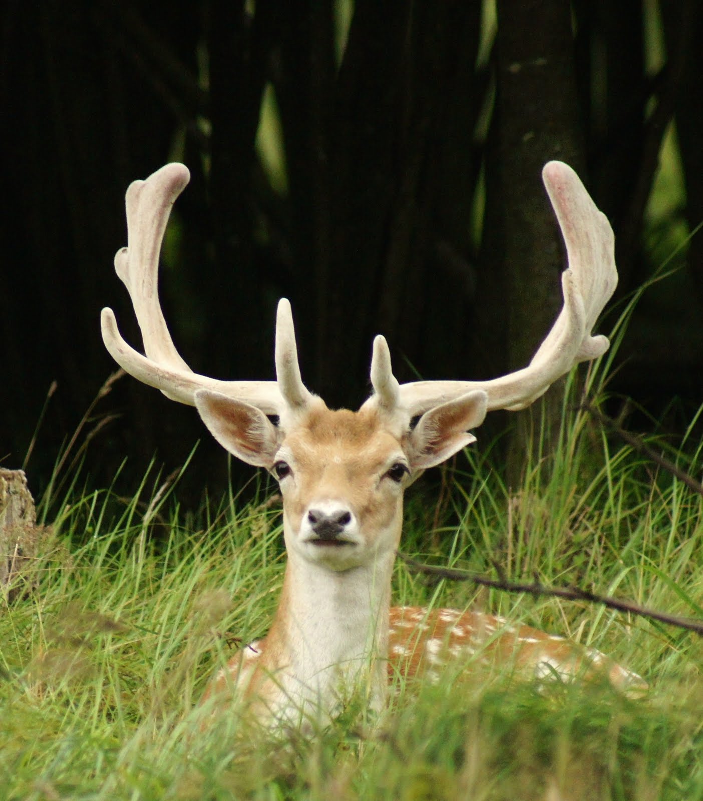 AMSTERDAMSE WATERLEIDINGDUINEN AWD: Het Damhert Gewei