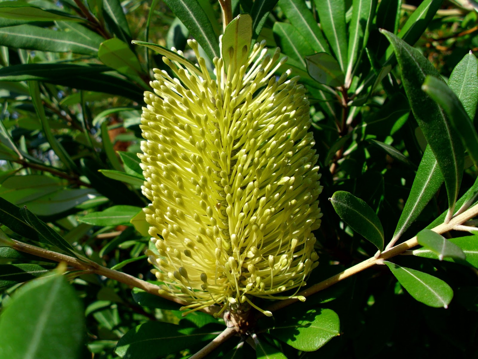 Flowers: Banksia