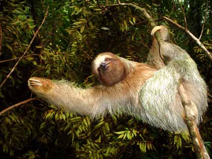 Un chico realmente ESPECIAL: LOS ANIMALES DE MI TIERRA -O-