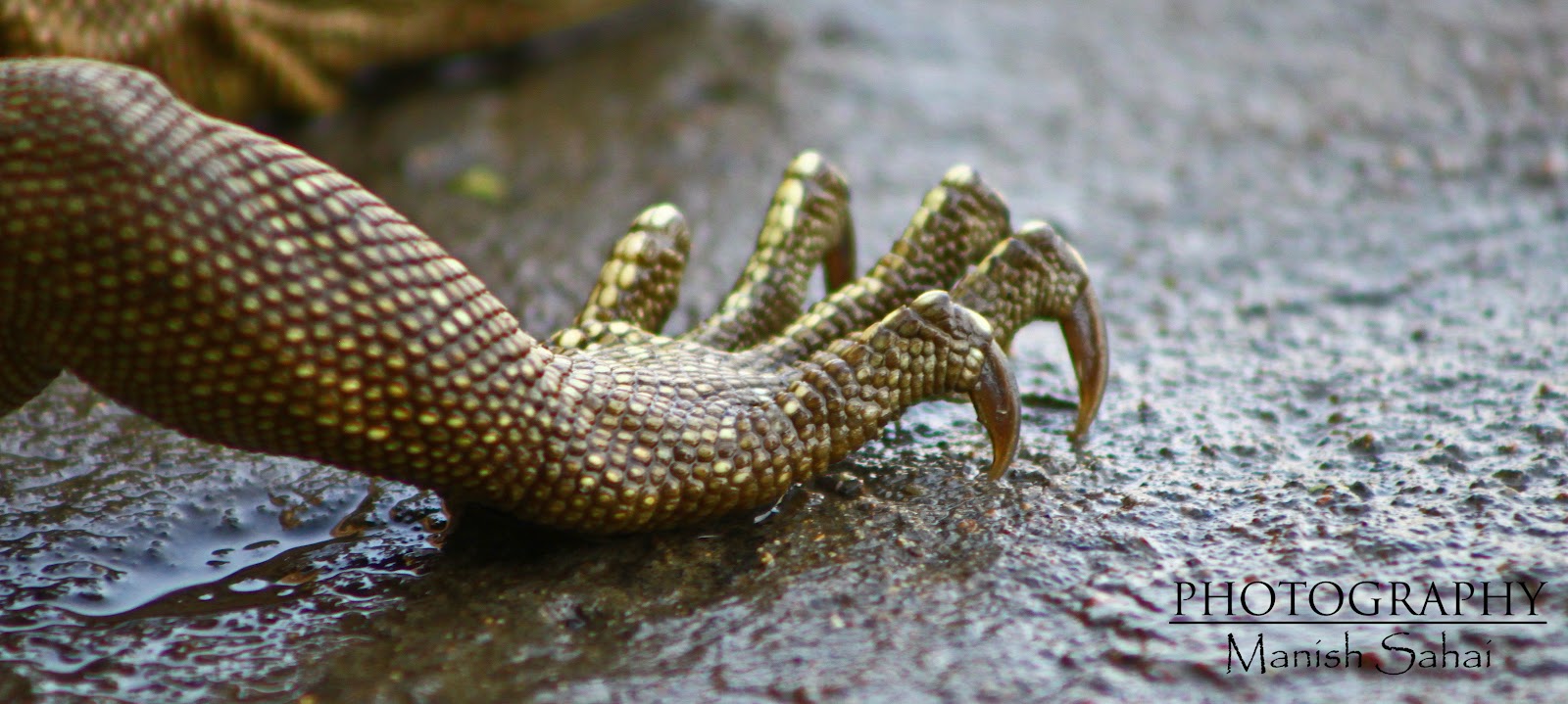 CHHAYA CHITRA: Dangerous claws of Common Indian Monitor