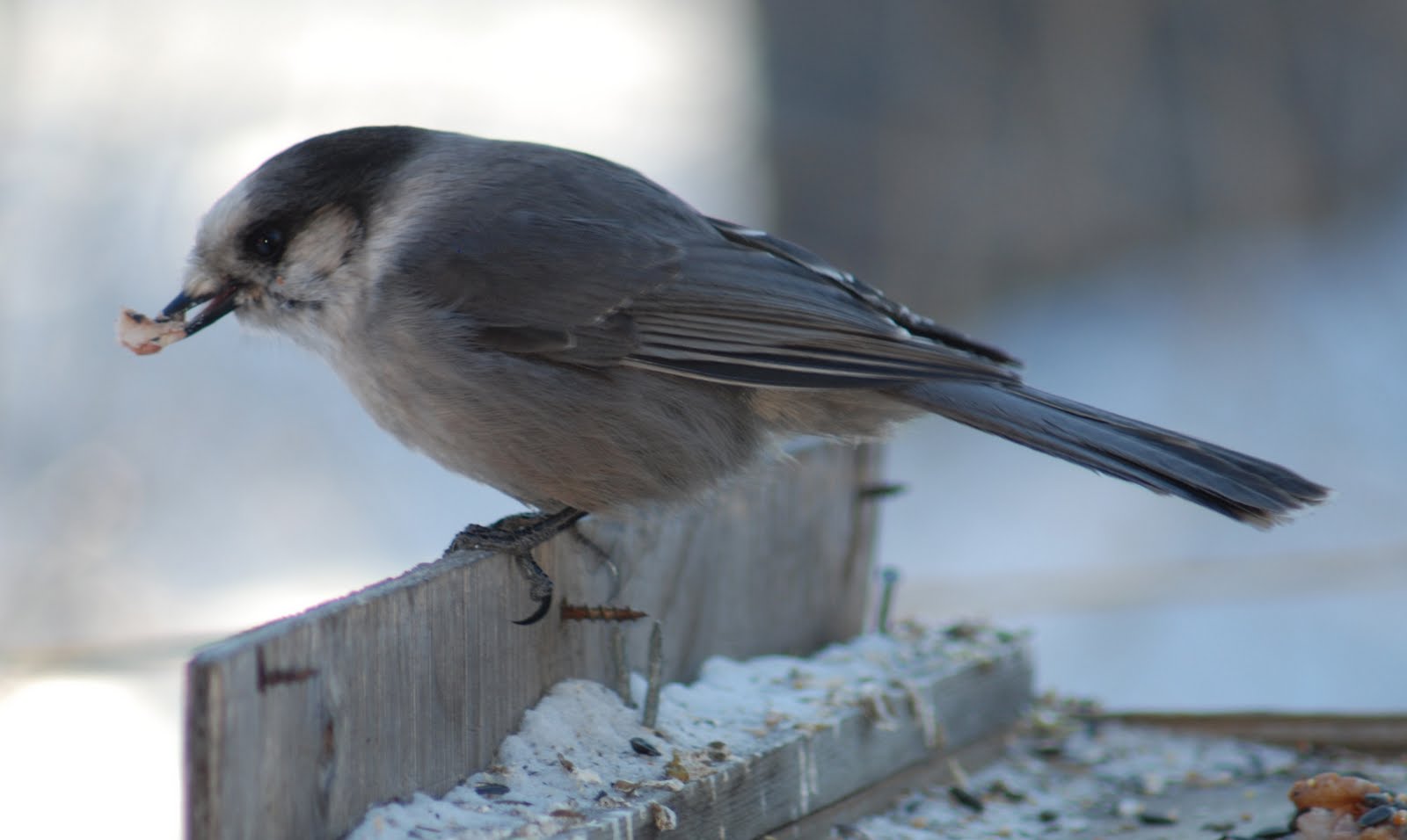 YukonNewsletter: Whiskey Jack