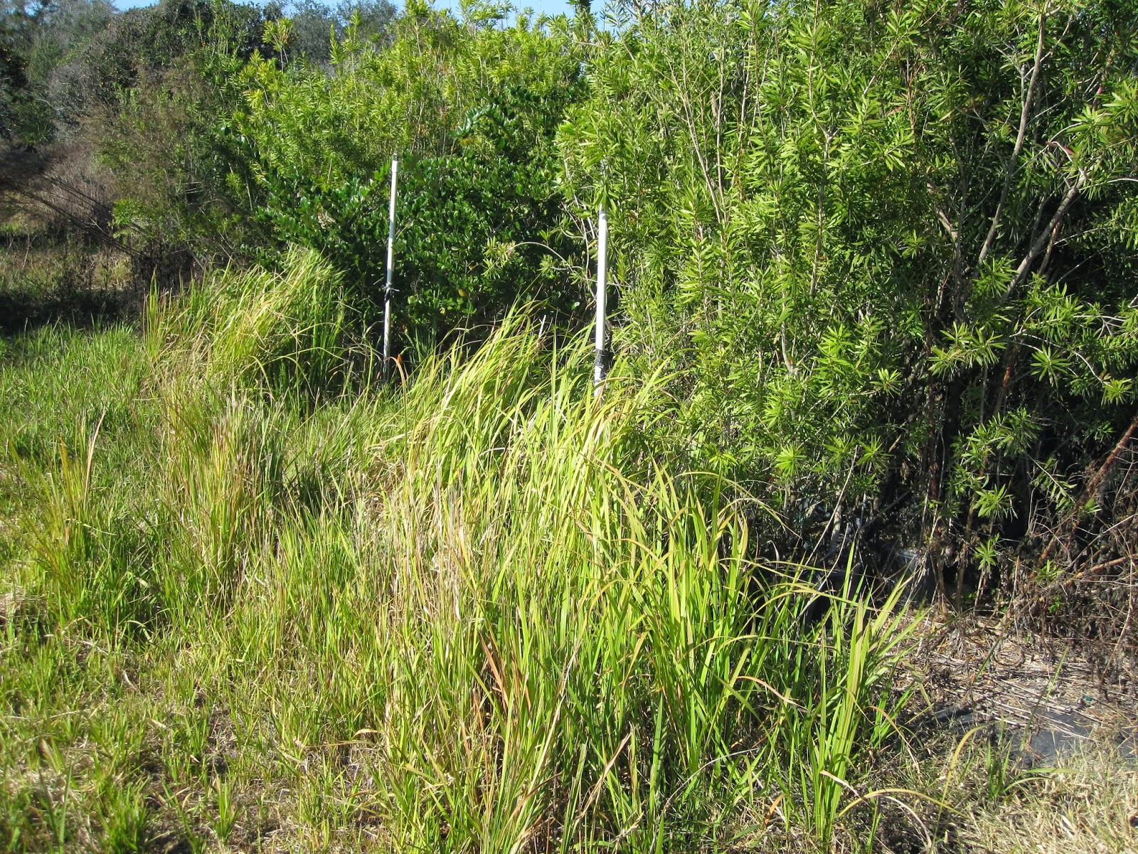 Agent's Update: Cogongrass Help!