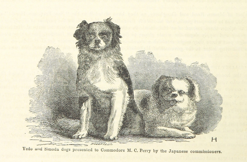 The Pet Museum: the lives times art and history of our pets: "the dog ...