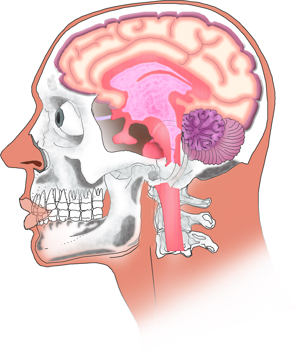 El Cuerpo Humano: Rombencéfalo y Metencéfalo