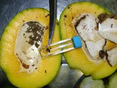 Science Garden: How insects enter into Mangoes?