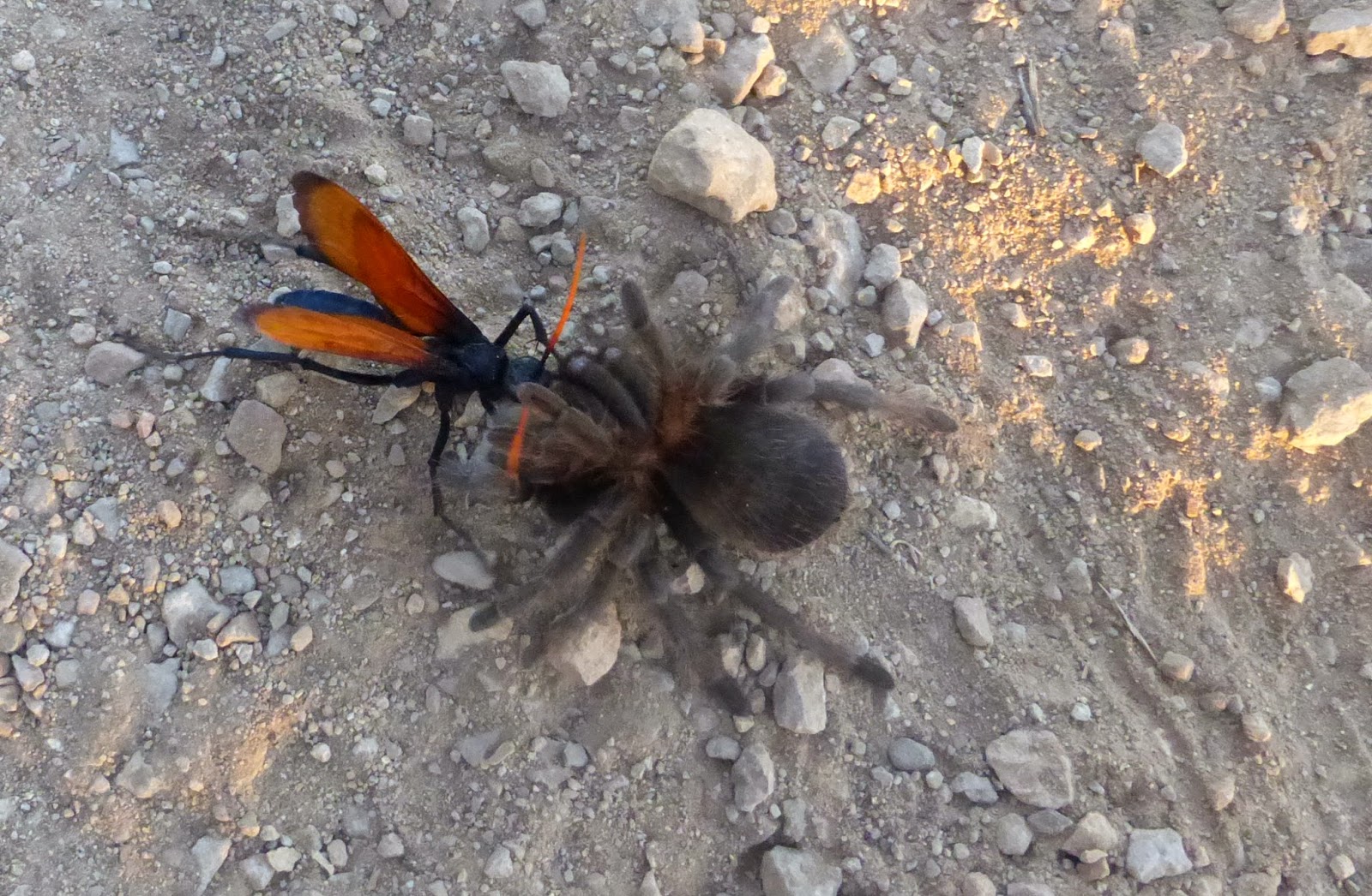 The Malibu Post: The Tarantula Hawk at Work