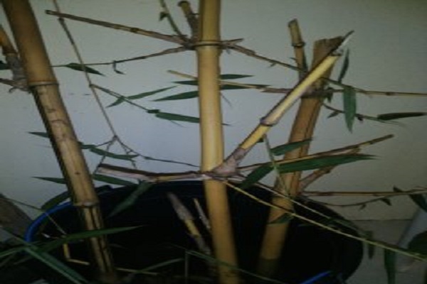 Tanaman Hias "Bambu Kuning" | SAYA SUKA BUNGA