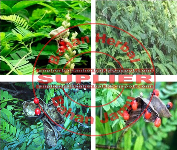 Saga Rambat/Saga Manis (Abrus Precatorius) - BAHAN BAKU HERBAL