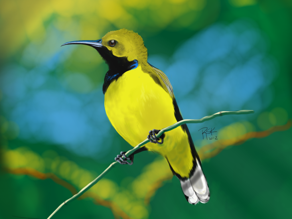 Ryan Krason: Yellow Sunbird
