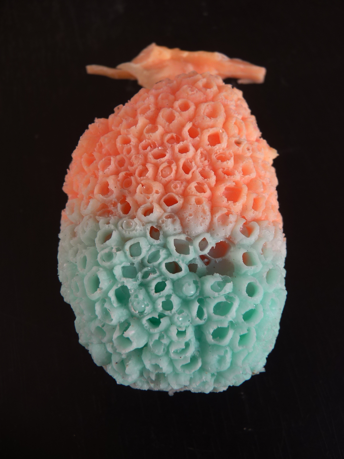 Casa Kiro Joyas: La Reina del Picoroco en Pasarela Valparaíso