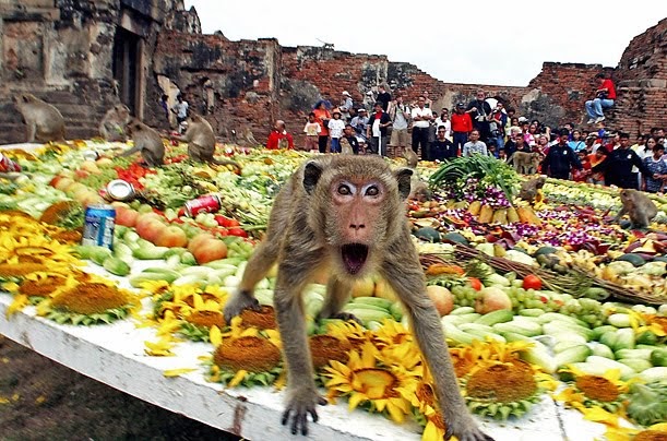 There I Leave It!: The Monkey Buffet Festival