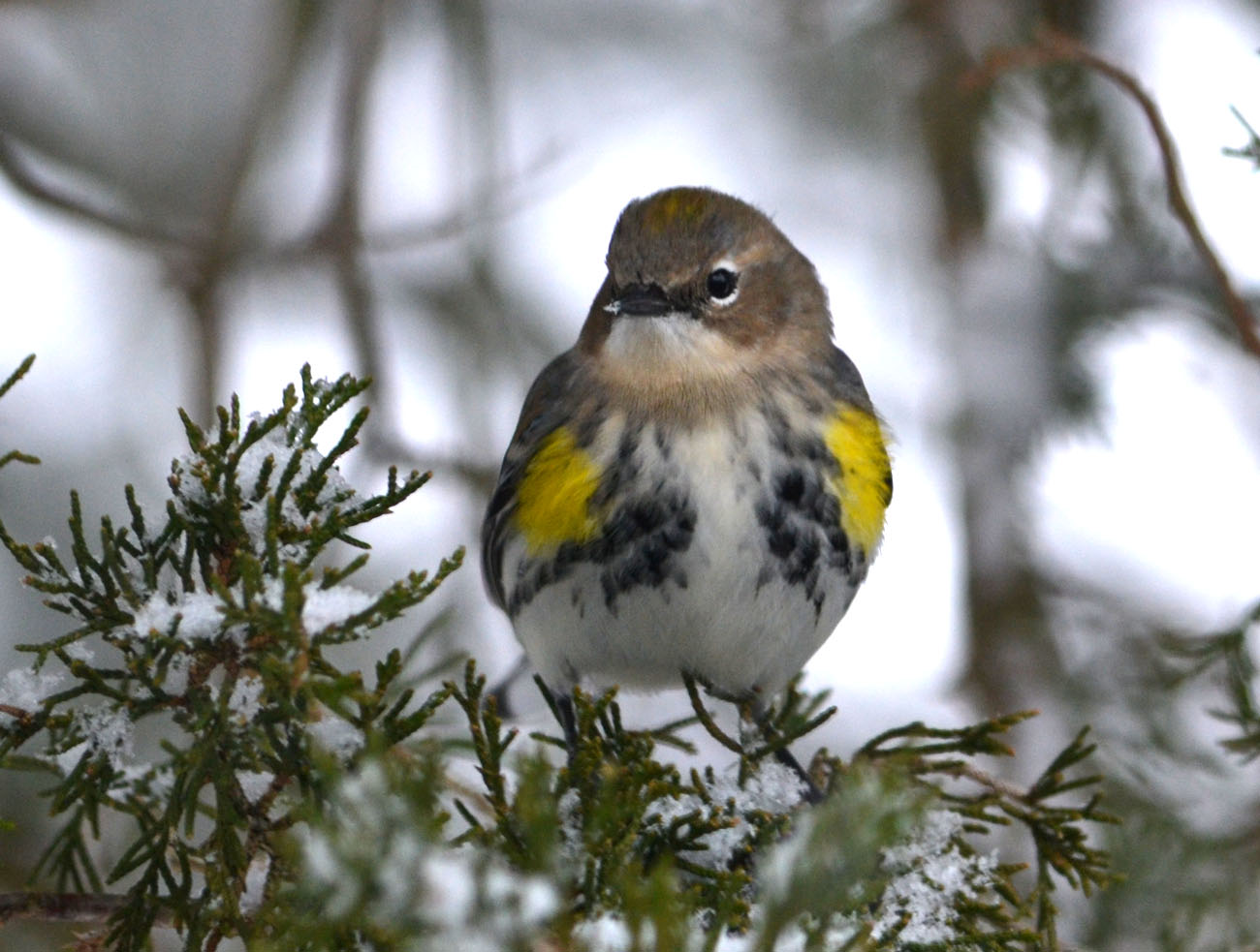 Woods Walks and Wildlife: Yellow-rumped Warblers and Snow